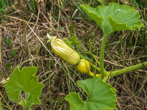 Why Does My Pumpkin Plant Only Produce Male Flowers Best Flower Site