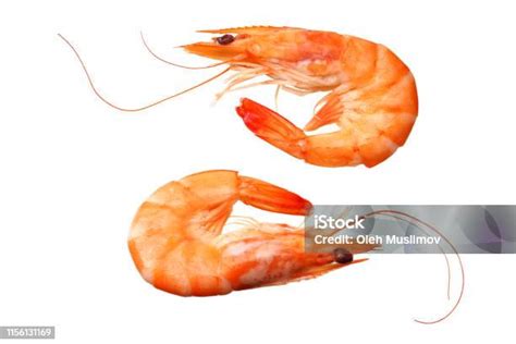 흰색 배경에 고립 된 새우 맨 위 보기 갑각류에 대한 스톡 사진 및 기타 이미지 갑각류 구이 굽기 Istock