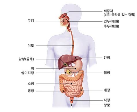 인간 소화기관 내 장기의 기능과 역할위 소장 대장 췌장 등 A6