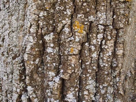 2560x1440 Wallpaper Brown Tree Trunk Peakpx