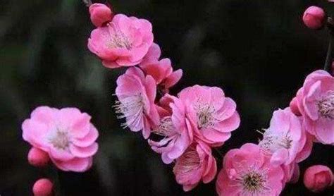 梅花象征什么品质梅花的象征意义是什么 花语大全 花木指南