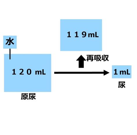 『生物基礎』ホルモン②：ホルモンの定義と作用の仕組み せいぶつ農国