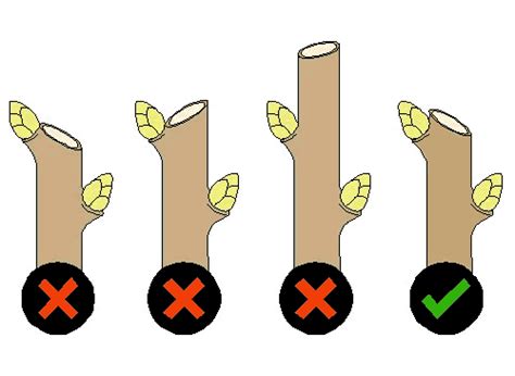 Pruning Basics Fairview Garden Center