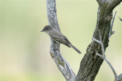 Free Images Nature Branch Wing Wildlife Beak Fauna Twig Close