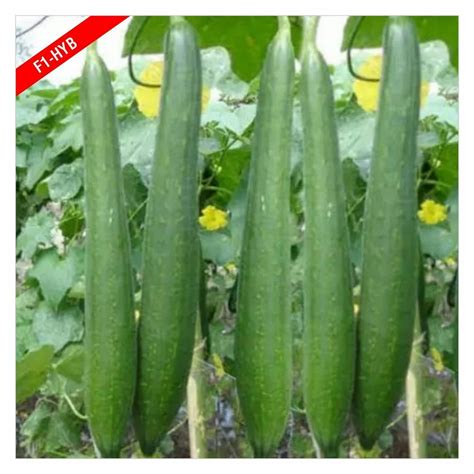 Alka F1 Hyb At Best Price In Bengaluru Id 2852854743448