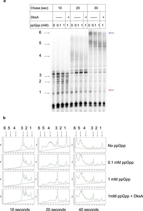 High Concentrations Of Ppgpp Slow Down The ‘fast H526y Rnap In Download Scientific Diagram