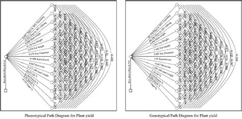 Phenotypical And Genotypical Path Diagrams Showing The Direct And Download Scientific Diagram