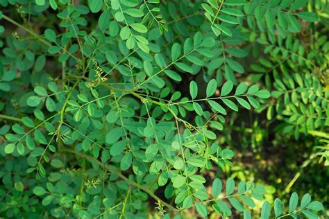 How to Grow and Care for Indigo Plants | Gardener’s Path