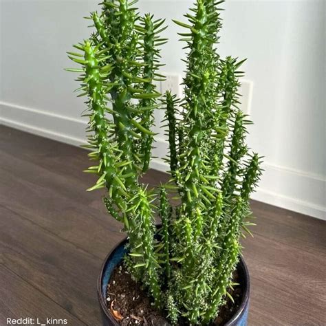11 Tips To Care For Cactus Indoors Simplify Plants