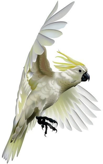 Premium Vector Sulphur Crested Cockatoo