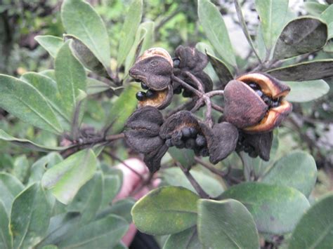 NZ SMALL TREES The Trees Flowers Of Whangarei