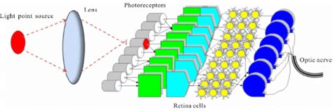 Classical Model Of Visual Perception Download Scientific Diagram