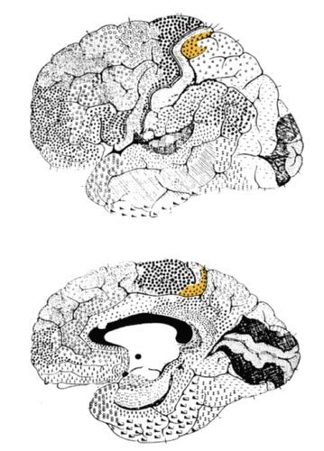 Brodmann Areas For Exam NEURO Flashcards Quizlet