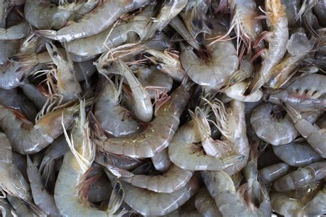 Louisiana Sues Feds Over Devastating Rule For Its Shrimpers Reuters