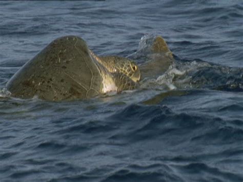 171 Mating Turtles Stock Videos Footage And 4k Video Clips Getty Images