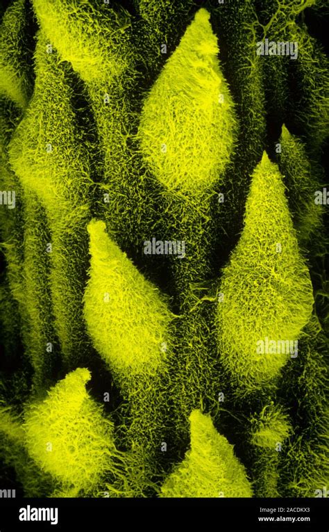 False Colour Scanning Electron Micrograph Of The Leaf Surface Of Marram Grass Ammophila