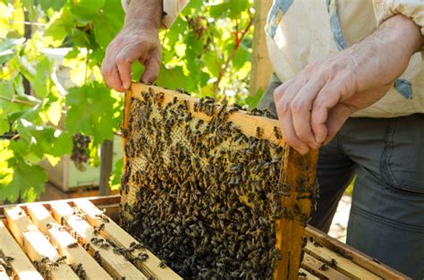 꿀벌 마당과 꿀벌의 전체 벌집을 들고 양봉가 벌집 와 활성 꿀벌 건강한 식생활에 대한 스톡 사진 및 기타 이미지 건강한 식생활 건축물 건축하기 Istock