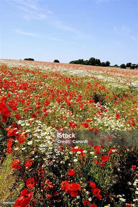 Poppies 및 인명별 국화와 리치필드 영국 0명에 대한 스톡 사진 및 기타 이미지 0명 꽃 식물 데이지속 Istock