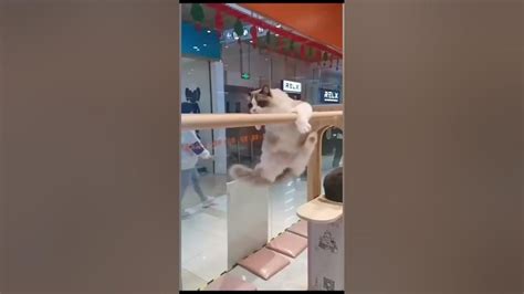 Gymnastics Cat Youtube