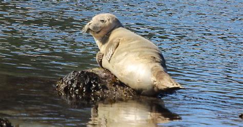 Happy Seal Imgur