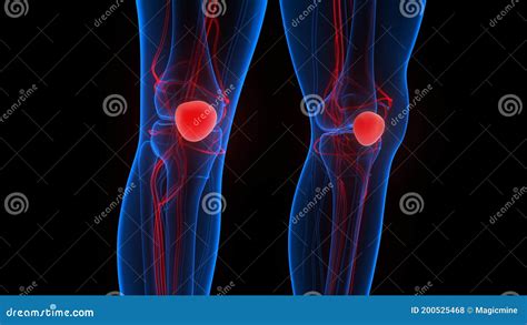 Human Skeleton System Patella Bone Joints Anatomy Stock Illustration