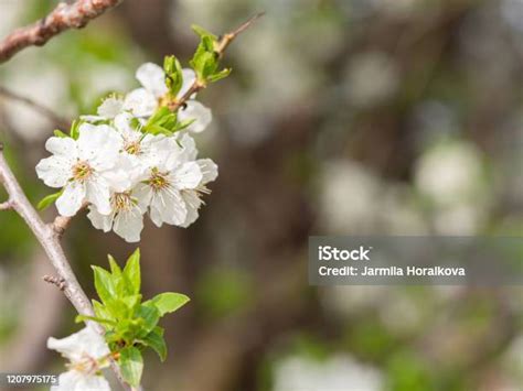 봄 배경에 피는 가지치기 나무 개화기에 대한 스톡 사진 및 기타 이미지 개화기 계절 곤충 Istock
