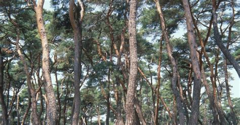이걸 죽여 살려소나무 숲에 감춰진 ‘3가지 얼굴