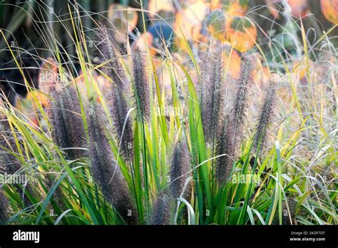 Pennisetum Fleur Fleurs Fleches Pennisetum Black Beauty Hardy
