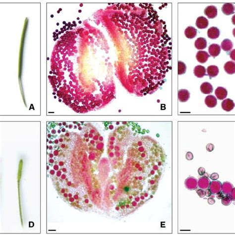 Comparative Fertility Of Wild Type Arabidopsis And The Mpa1 Mutant