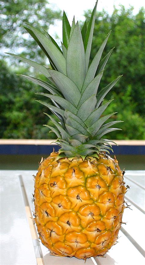 Why Pineapple Juice Cure Cough
