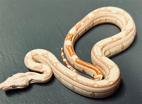 Hypo Vpi Labyrinth Nexus Boa Constrictor By Esp Reptiles Morphmarket