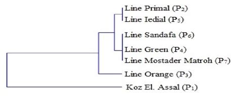 Dendrogram Of Genetic Distances Constructed Using Rapd Data And The