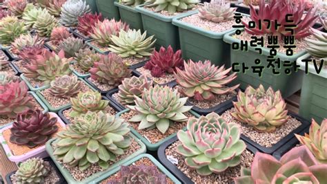 아부지와 할아버지와 함께 키우고 있는 아이들을 소개합니다 다육 다육이키우기 다육초보 Youtube