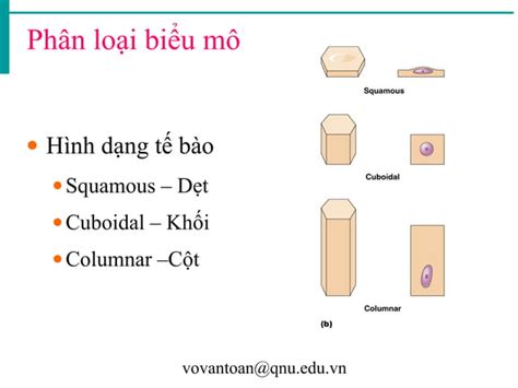 Cac Loai Mo Dong Vat Ppt