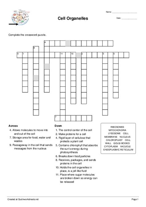 Cell Organelles Crossword Quickworksheets