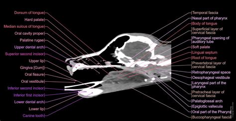 개의 머리와 머리뼈ct 정상 해부학 Vet Anatomy