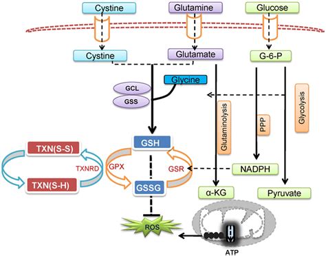 Frontiers Metabolic Reprogramming In Modulating T Cell Reactive