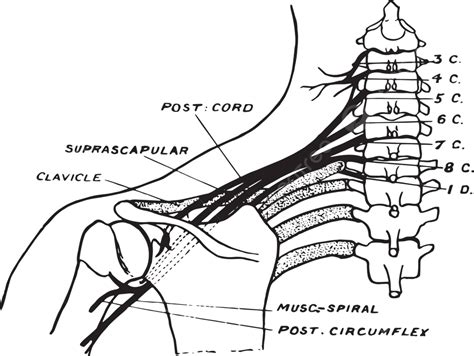 Brachial Plexusvintage Illustration Brachial Vintage Drawing Vector Brachial Vintage Drawing