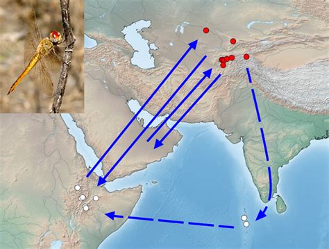 Dragonfly Migration Map 2024 Clea Susanetta
