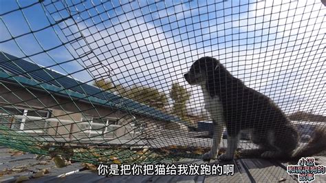 技师学院宠物专业的学生，来流浪狗大院当义工，感恩学院教导有方 技师学院宠物专业的学生，来流浪狗大院当义工，感恩学院教导有方 By 寵物寶寶