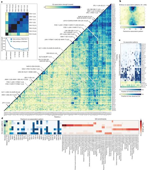 global and domain specific patterns of transcription factor