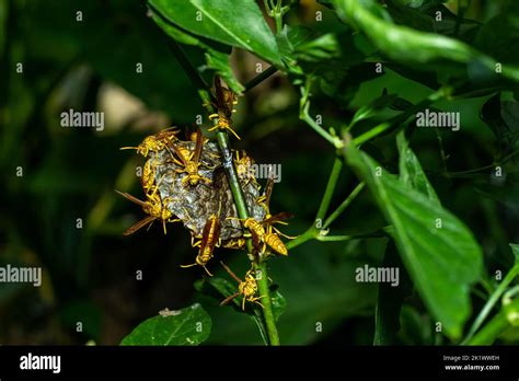 Wasp Nests Usually Look Like Papery Grey Balloons A Wasp Nest Is Made From Chewed Wood That