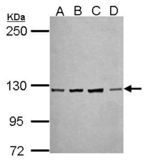 Protocadherin 10 Antibody Novus Biologicals 01ml Unlabeled