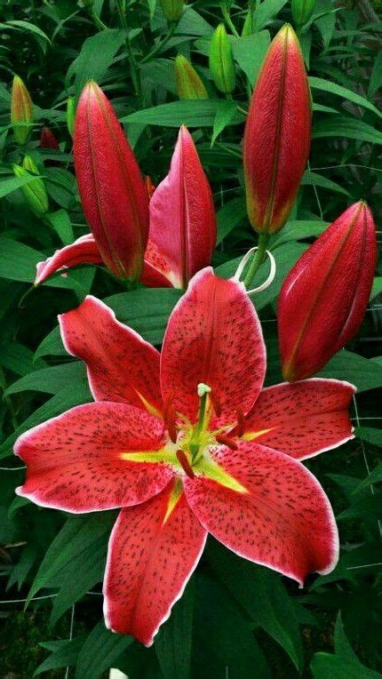 Pin di калейдоскоп su Лилии,лотос... | Immagini di fiori, Fiori, Immagini