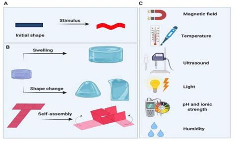 A Schematic Of The Deformation Of A 4D Printed Object In Response To