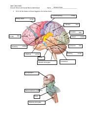 Pre Lab 7 Brain And Cranial Nerves Fall 2021 Pdf A P 1 Biol 3320 Pre Lab 7 Brain And Cranial