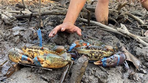 Giant Mud Crab Catch Crab After Low Tide Thats Amazing Youtube