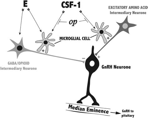 A Model For The Action Of Csf 1 On The Development Of Sex Steroid