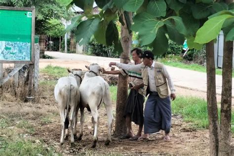 ဇေယျာသီရိမြို့နယ်ရှိ ကျွဲ၊ နွားများအား ခွါနာ၊ လျှာနာ ရောဂါကာကွယ်ဆေးမ