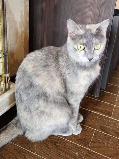 Adoption Park